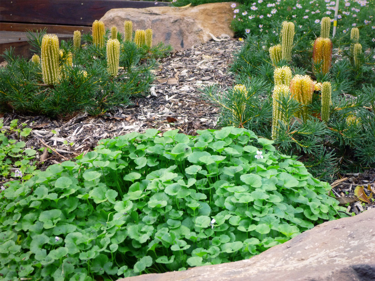 botanical traditions : playspace design, kindergarten, childcare ...