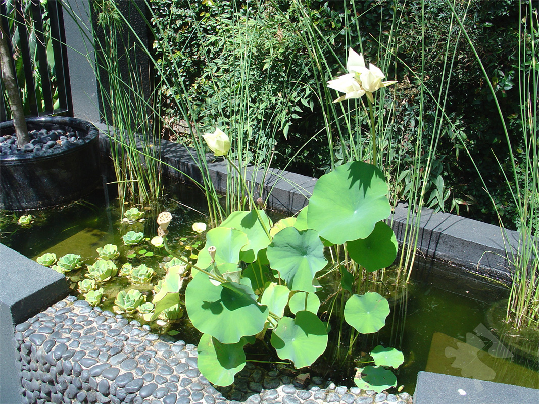 botanical traditions : Residential Garden, Toorak